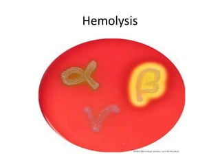 Streptococcus | PPTX