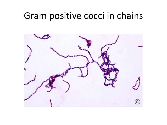 Gram Positive Rods In Chains