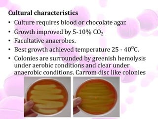 streptococcus-it a gram negative bacteria | PPTX