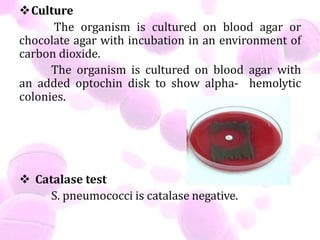 streptococcus-it a gram negative bacteria | PPTX