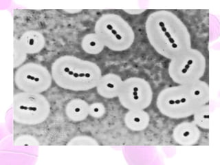 Streptococcus | PPSX