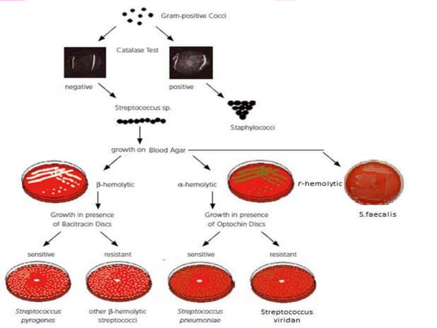 Streptococcus