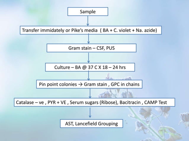 Streptococcus | PPTX | Chemistry | Science