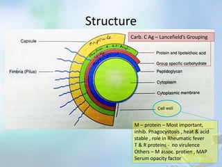 Streptococcus | PPTX | Chemistry | Science