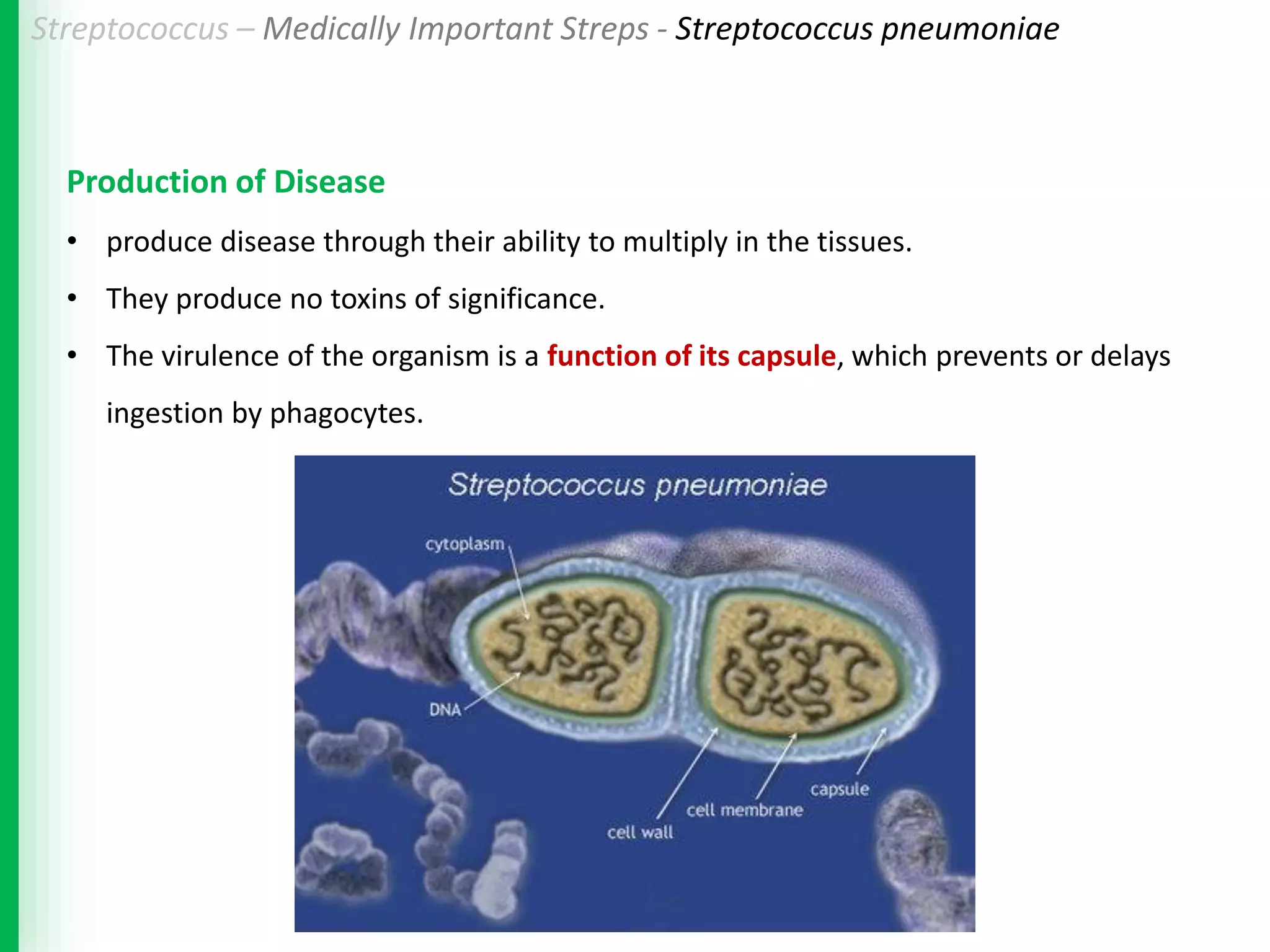 Streptococcus | PDF