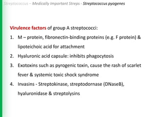 Streptococcus | PDF