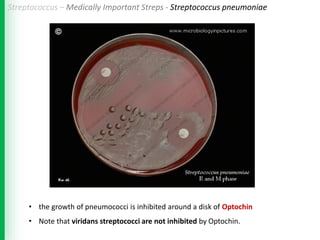Streptococcus | PDF