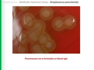 Streptococcus | PDF