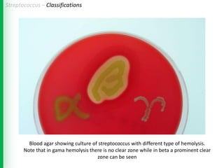 Streptococcus | PDF