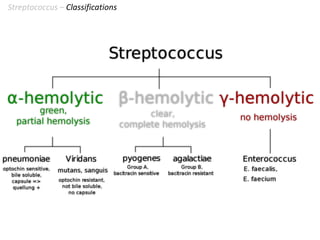 Streptococcus | PDF