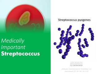 Streptococcus | PDF
