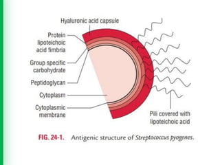 Streptococcus Pyogenes Diagram