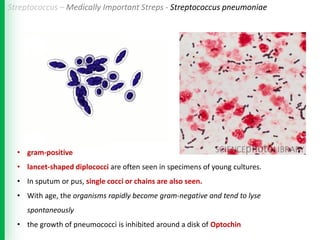 Gram Positive Diplococci Lancet Shaped