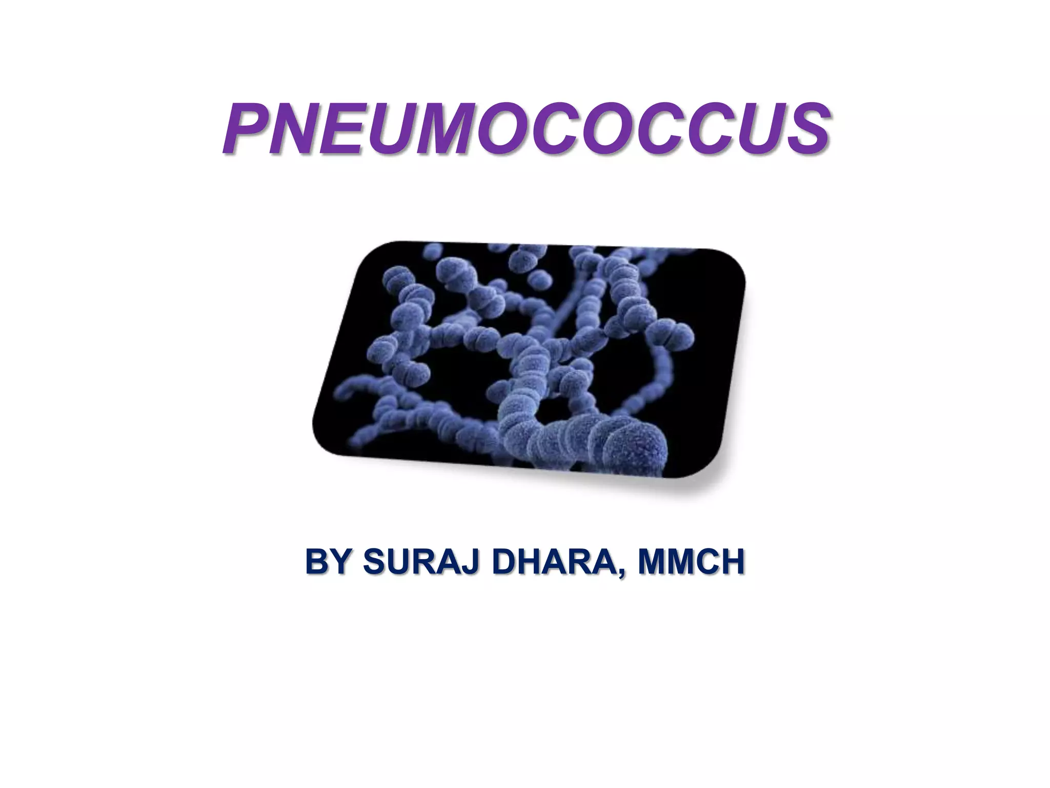 PNEUMOCOCCUS | PPT