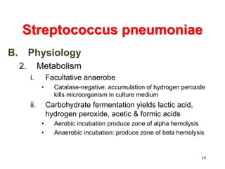 PNEUMOCOCCUS | PPT