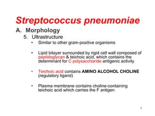 PNEUMOCOCCUS | PPT