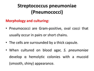 Streptococcus - 2.pptx