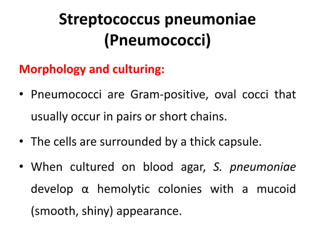 Streptococcus 2 Pptx