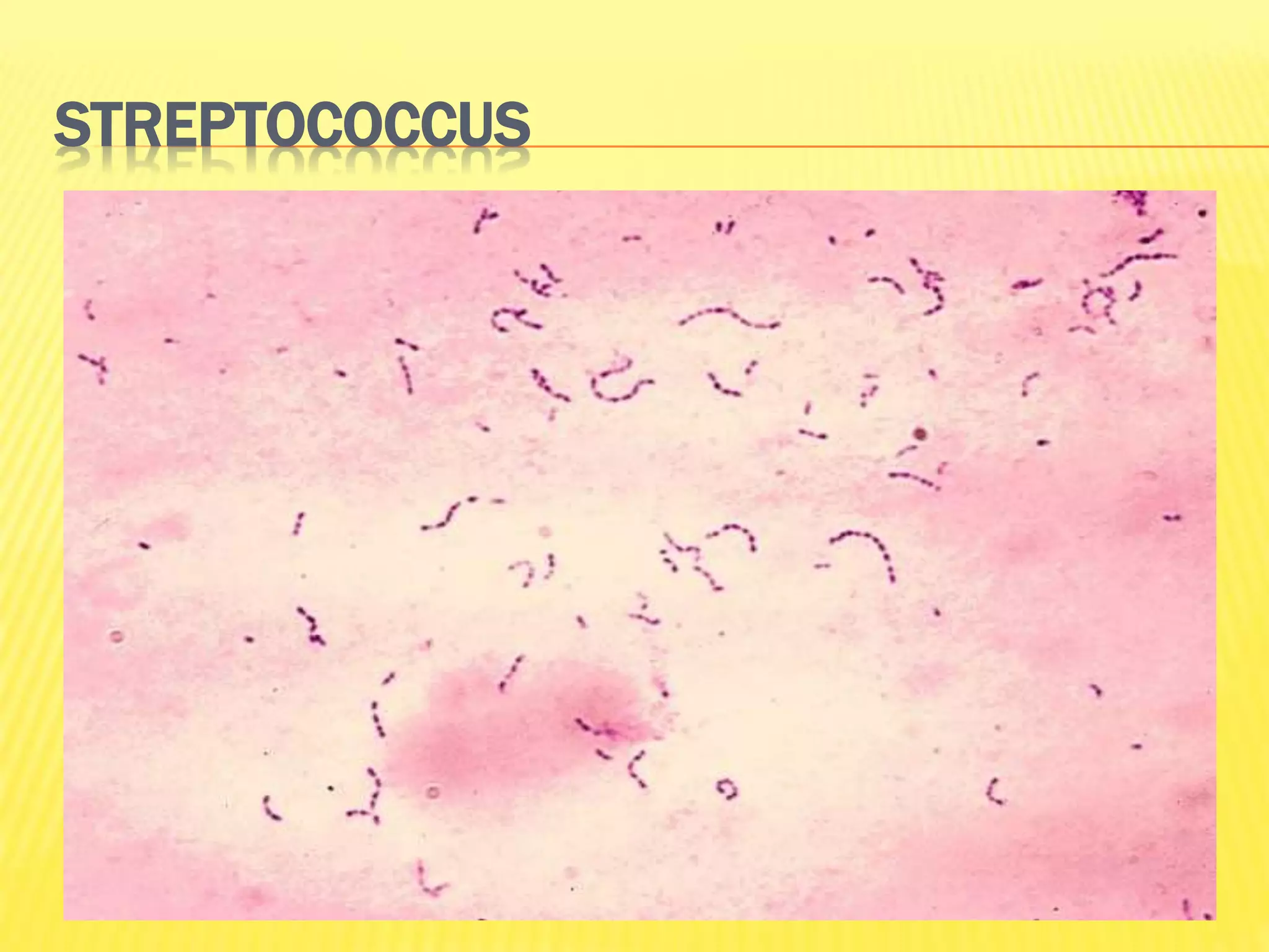 Streptococcus | PPTX