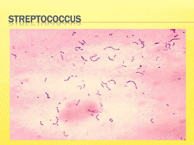 Streptococcus | PPTX | Ear, Nose and Throat Conditions | Diseases and Conditions