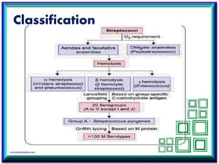 Streptococcus | PPTX