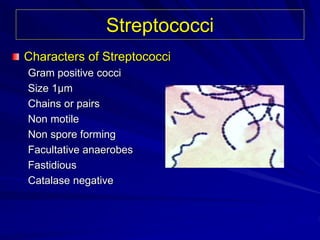Streptococcus | PPT