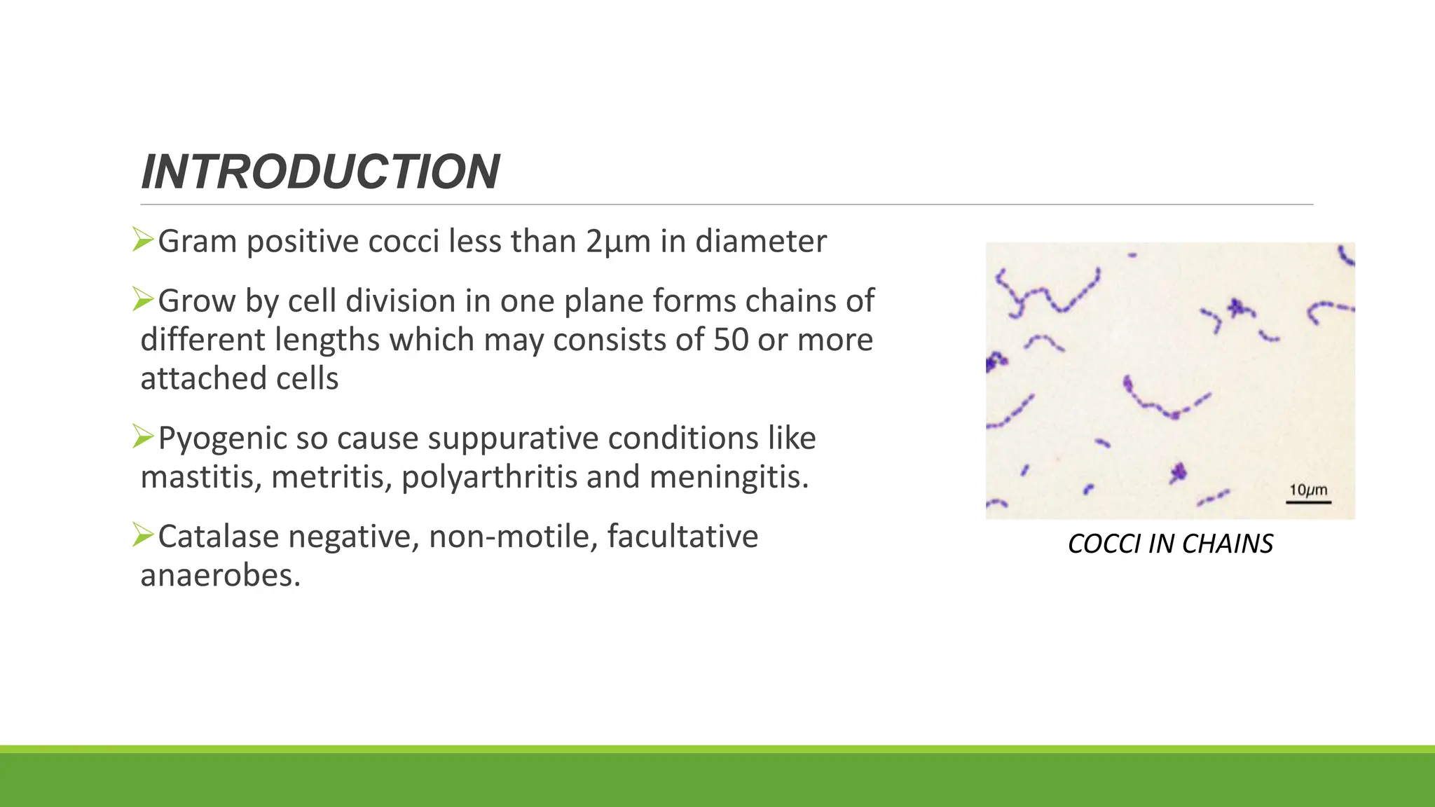 Introduction to streptococcus and a brief review on its species | PPTX