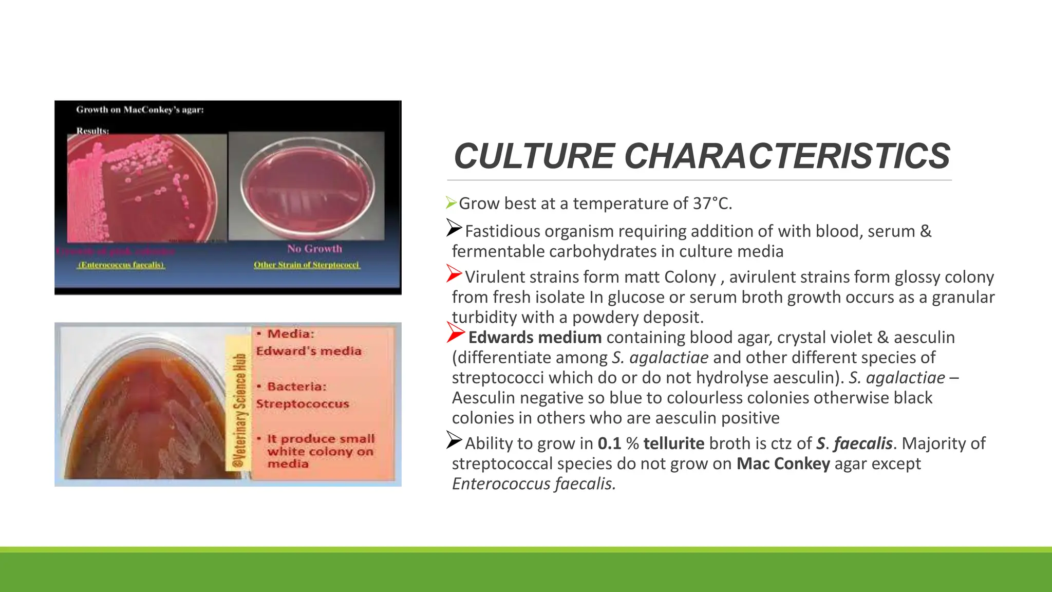 Introduction to streptococcus and a brief review on its species | PPTX