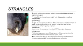 Introduction to streptococcus and a brief review on its species | PPTX