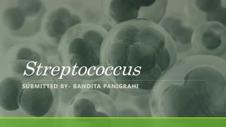Introduction to streptococcus and a brief review on its species | PPT