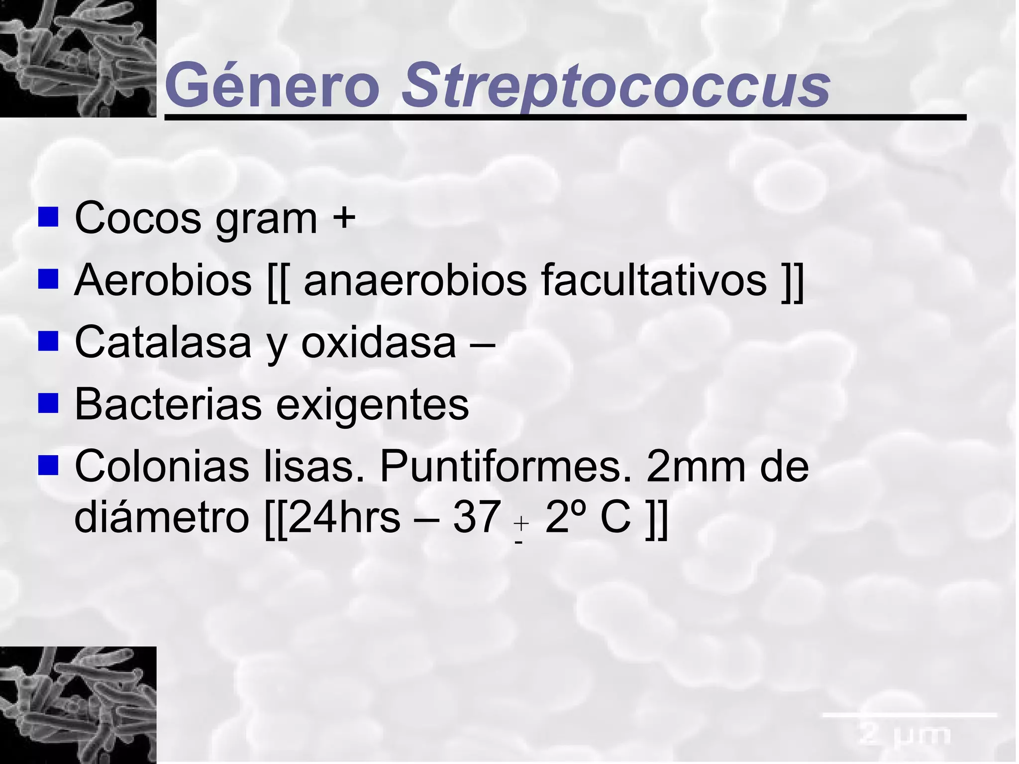 Streptococcus agalactiae | PPT