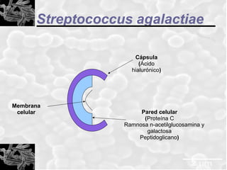 Streptococcus agalactiae | PPT