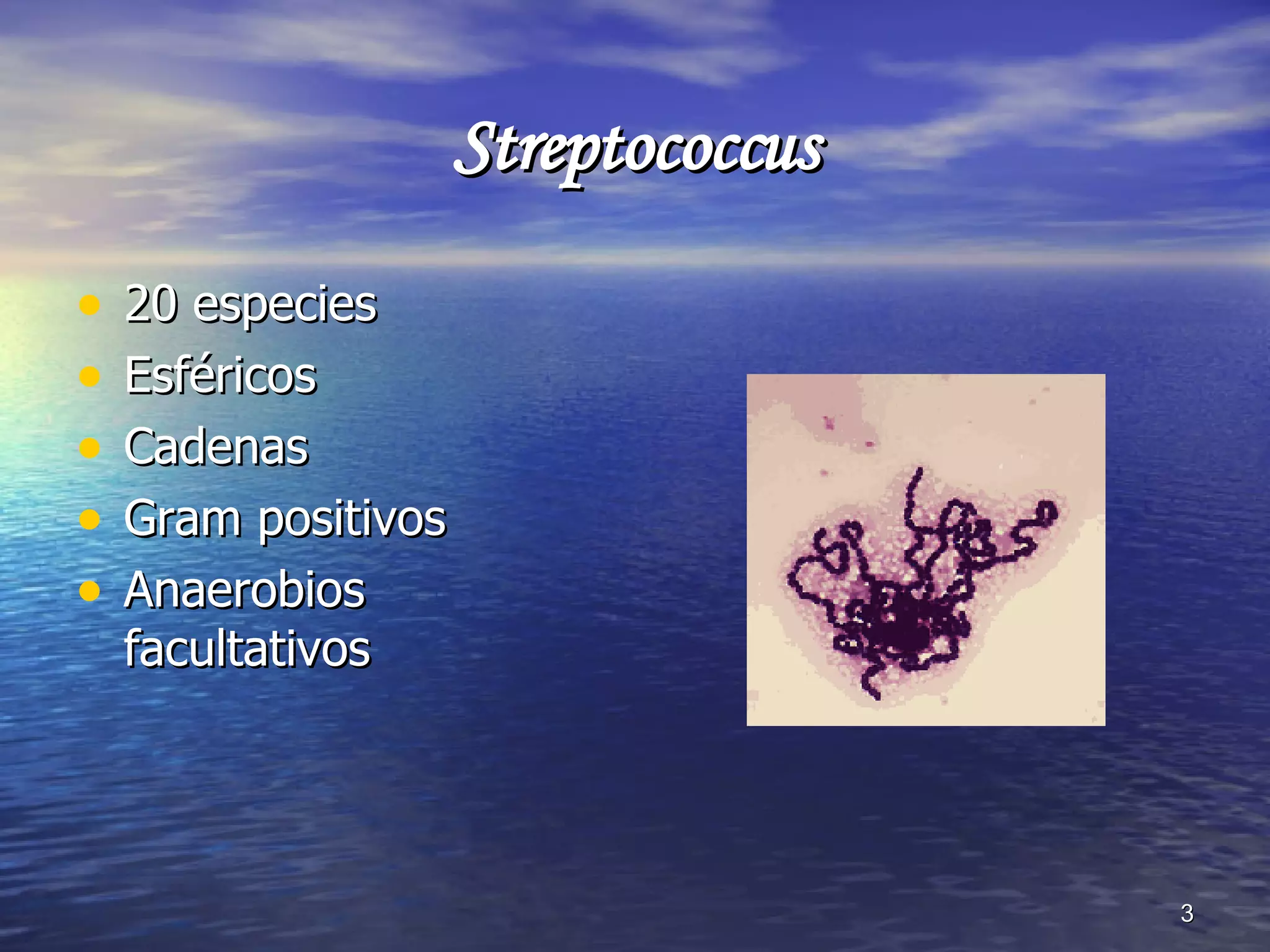 Streptococcus Pyogenes | PPT