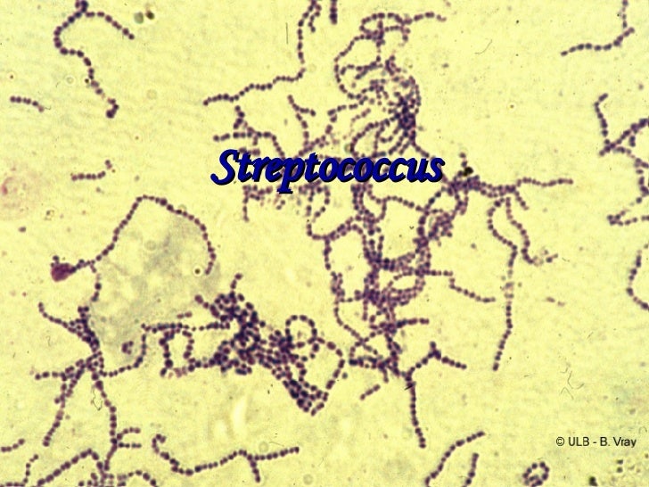 Streptococcus Pyogenes Slide