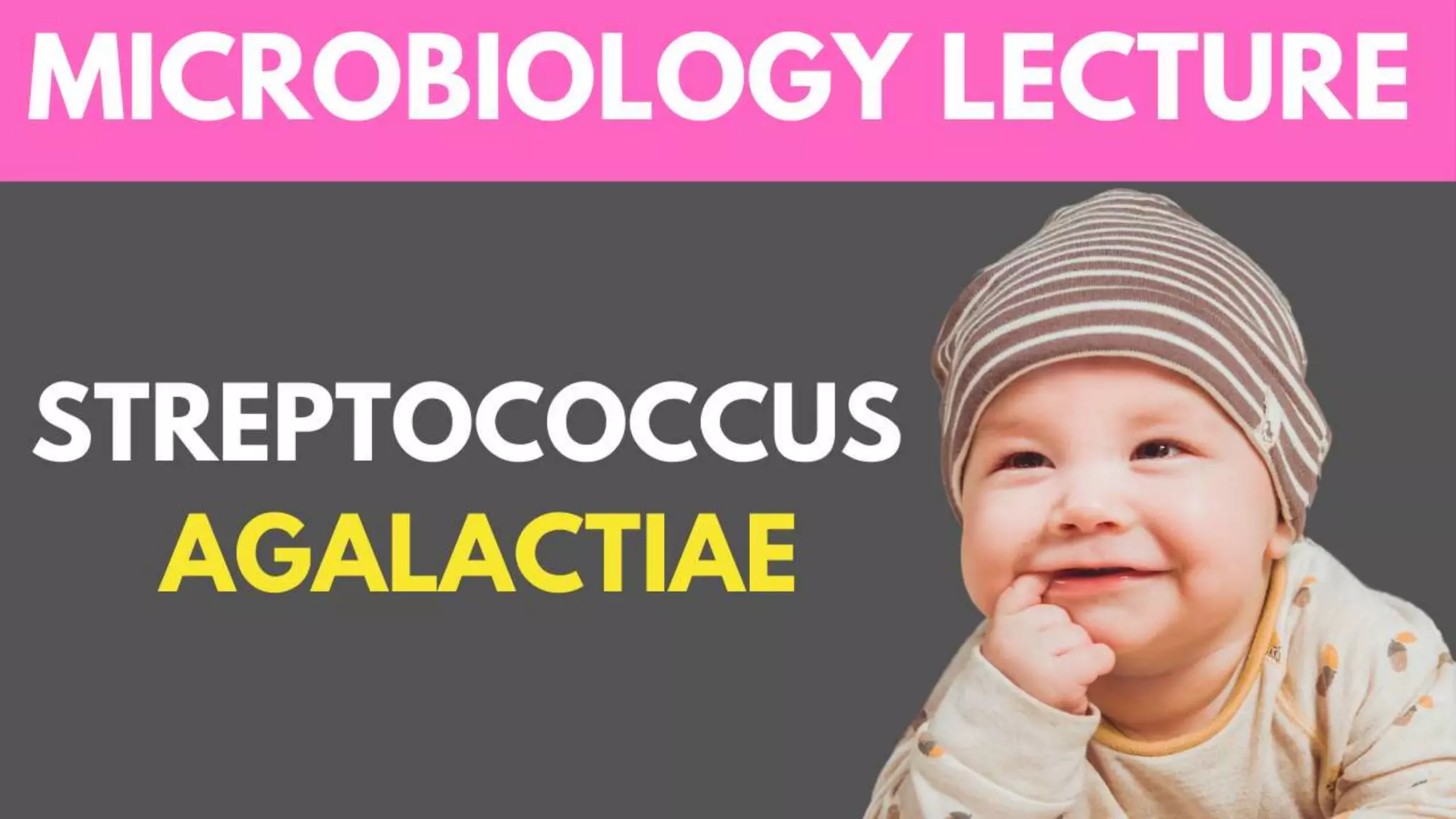 Streptococcus Agalactiae Bacteria Microbiology Lecture | PPTX