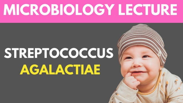 Streptococcus Agalactiae Bacteria Microbiology Lecture | PPTX