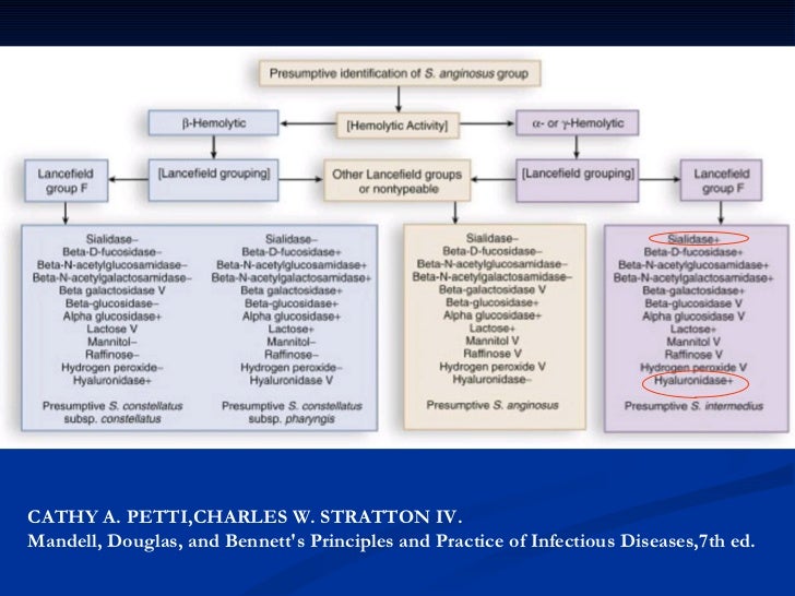 Streptococcus constellatus