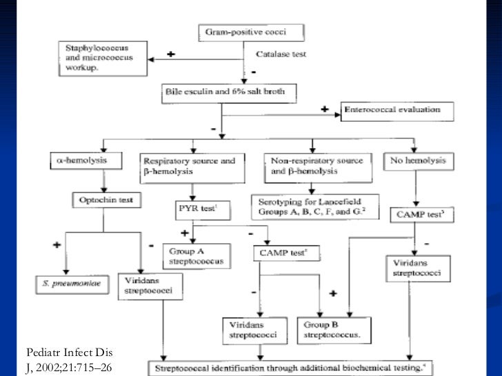 Streptococcus constellatus