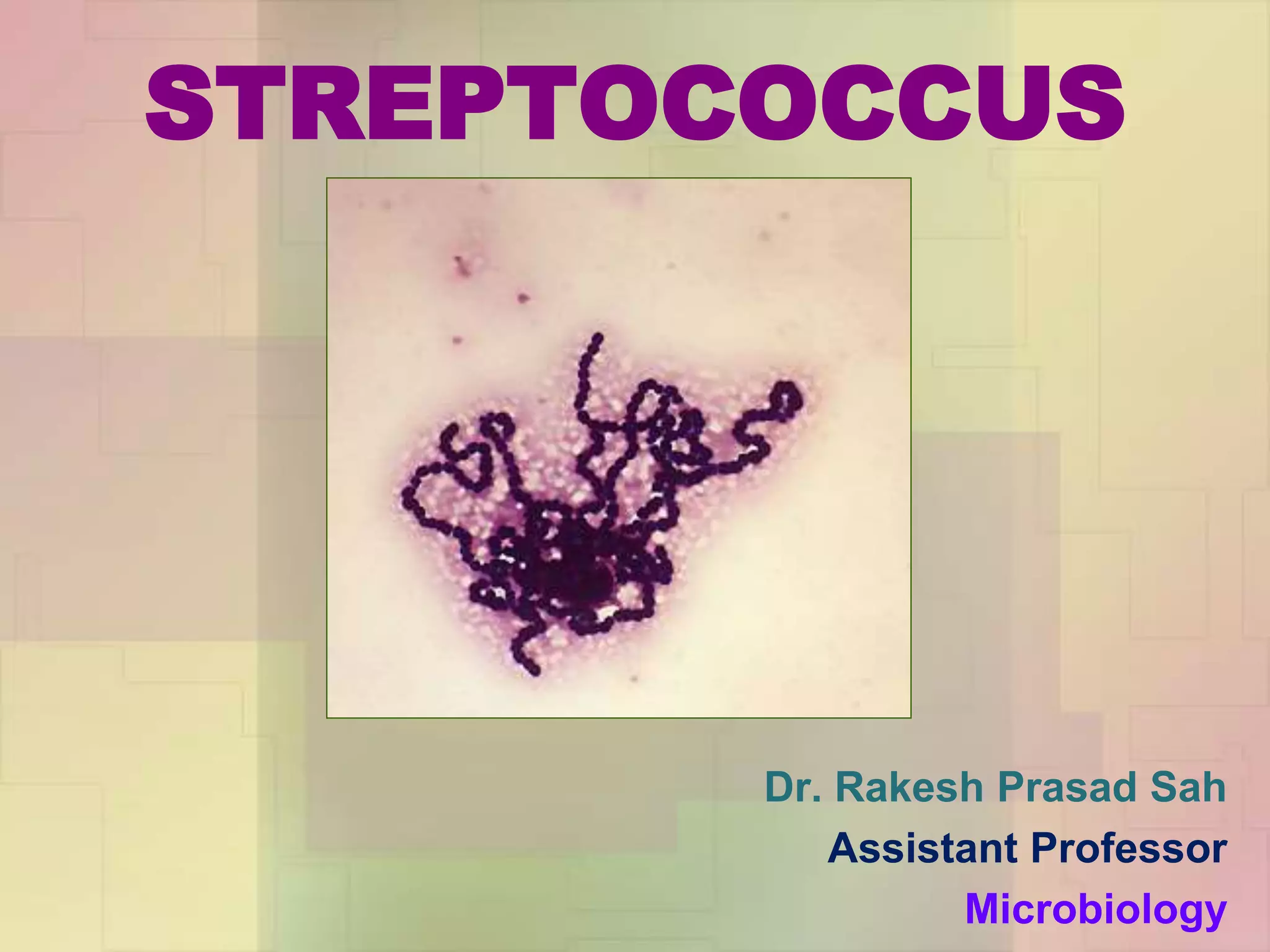 Streptococcus & Enterococcus by Dr. Rakesh Prasad Sah | PPTX