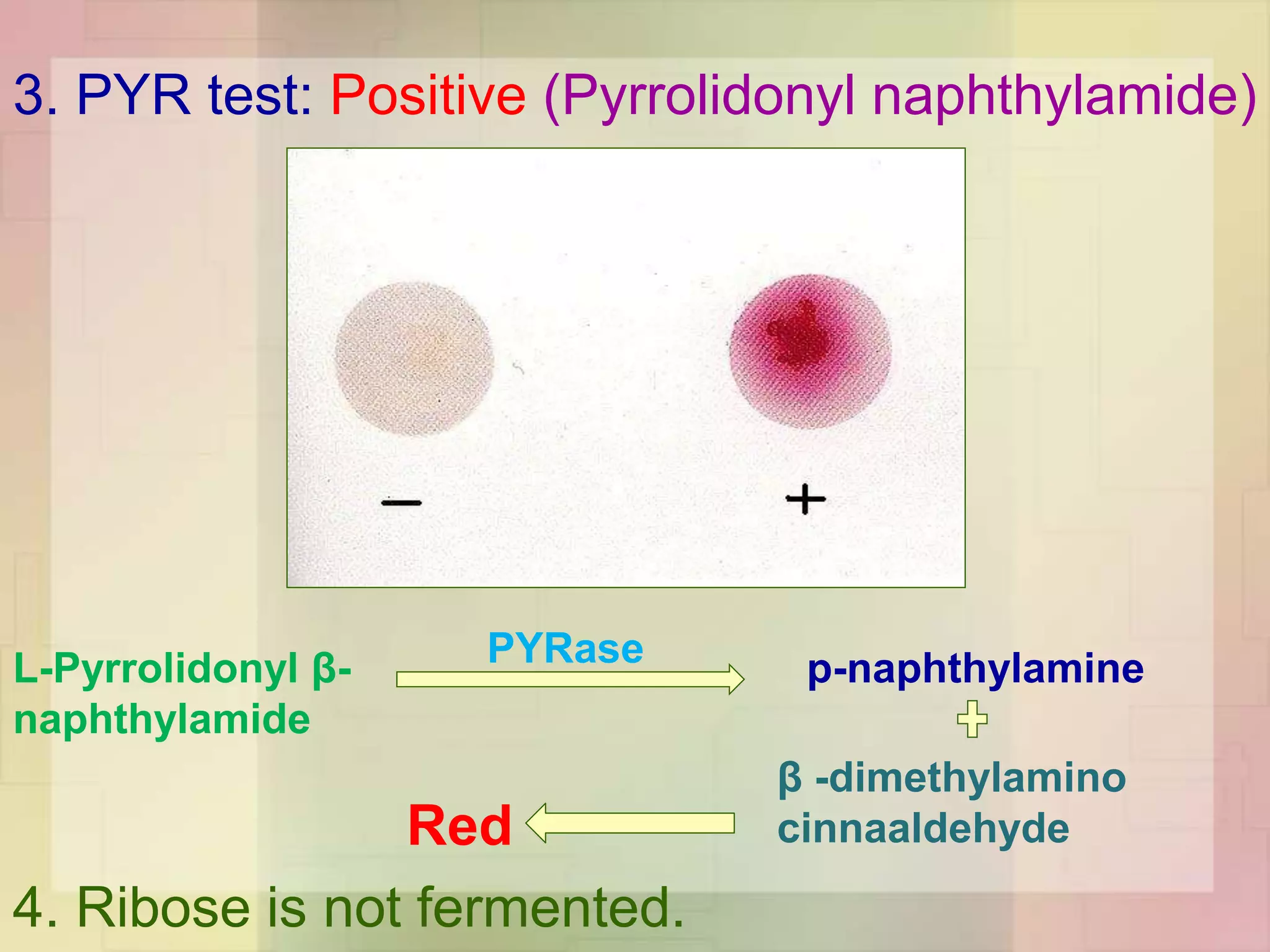 Streptococcus & Enterococcus by Dr. Rakesh Prasad Sah | PPTX