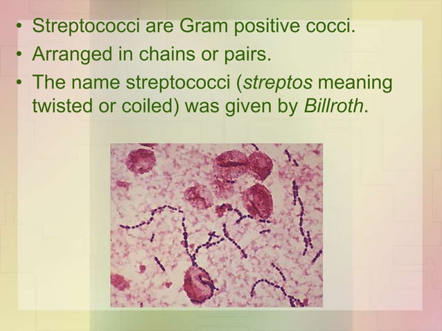 Streptococcus & Enterococcus by Dr. Rakesh Prasad Sah | PPTX