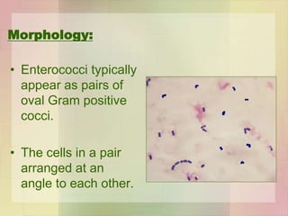 Streptococcus & Enterococcus by Dr. Rakesh Prasad Sah | PPTX