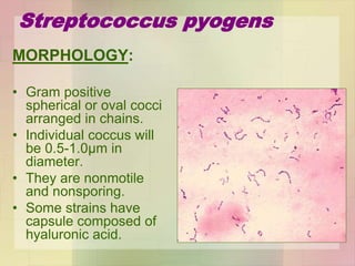 Streptococcus Faecalis Morphology