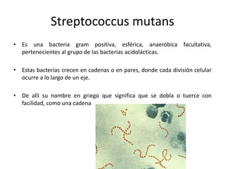 Streptococcus mutans | PPTX