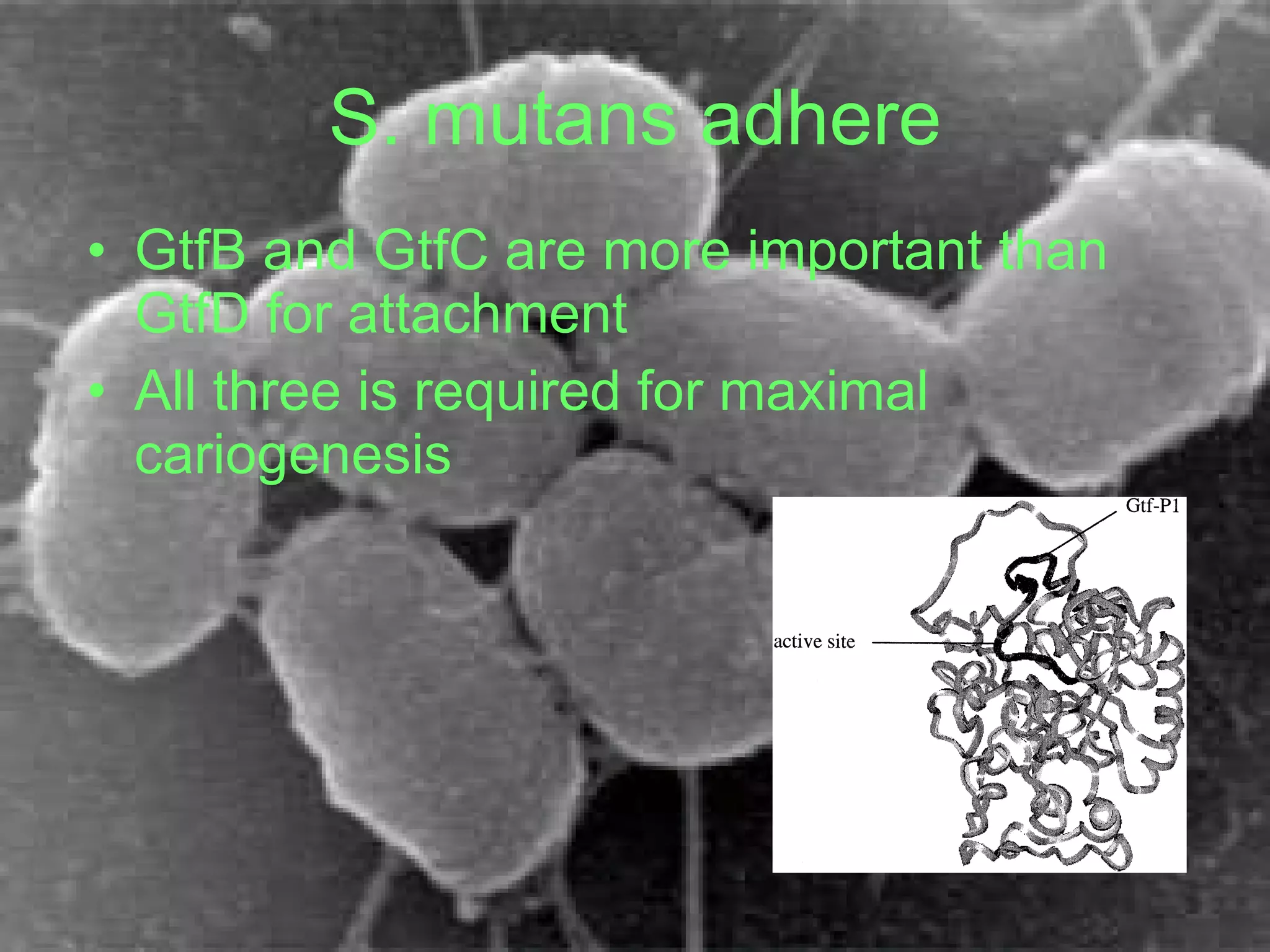 Streptococcus mutans cell | PPT