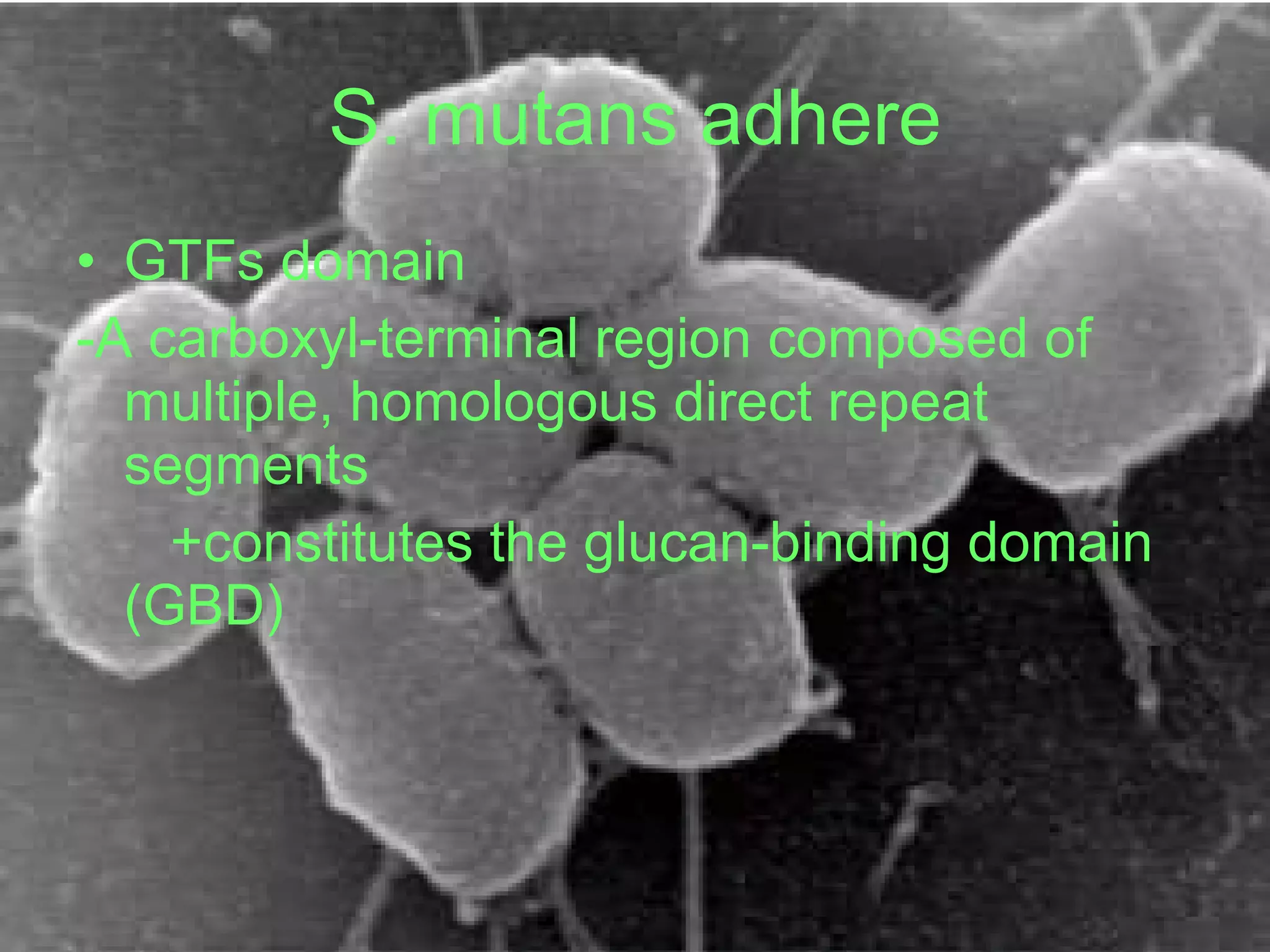 Streptococcus mutans cell | PPT