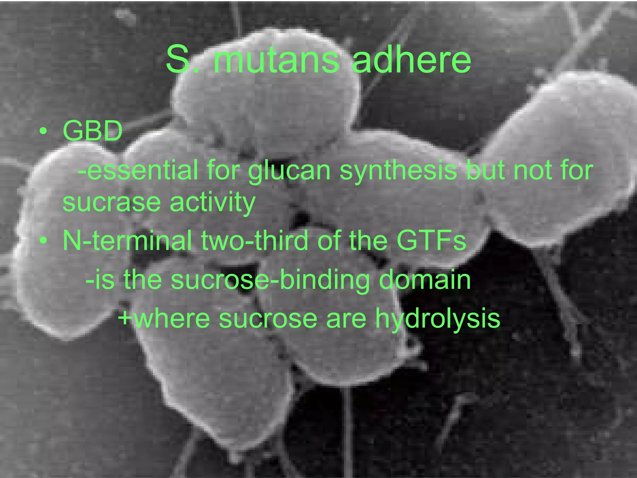 Streptococcus mutans cell | PPT