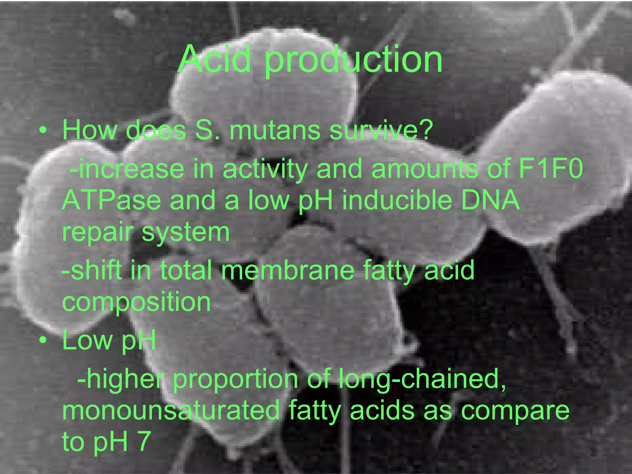Streptococcus mutans cell | PPT