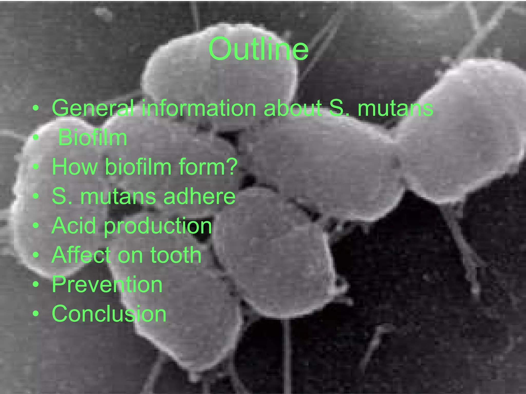 Streptococcus mutans cell | PPT
