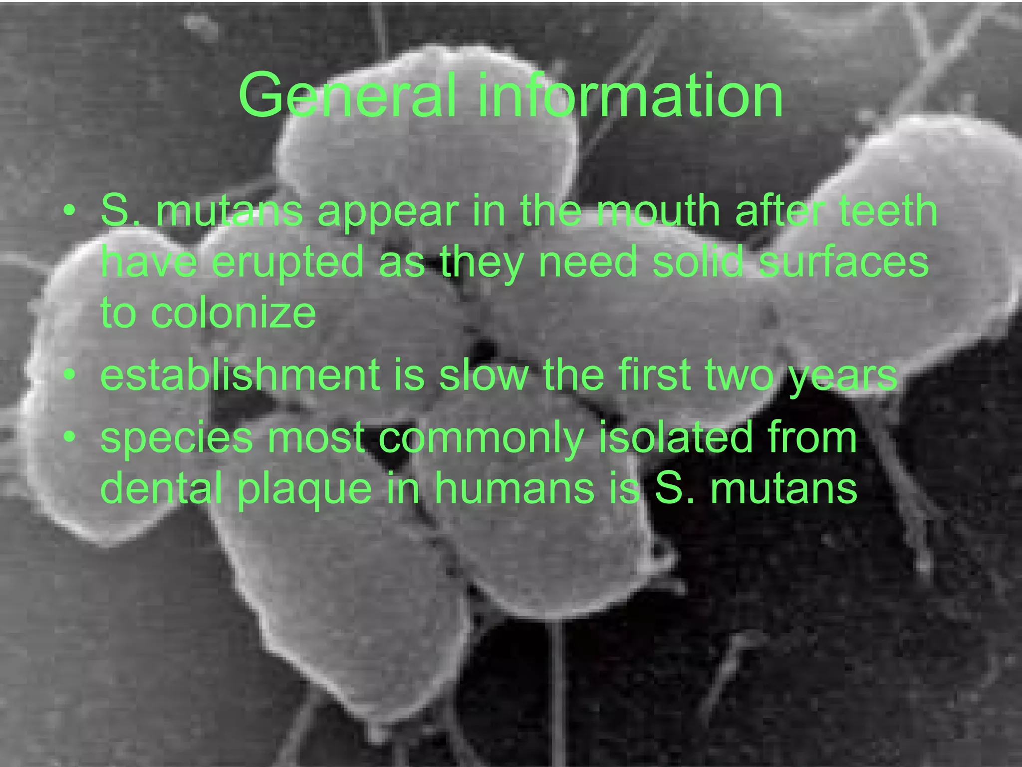 Streptococcus mutans cell | PPT